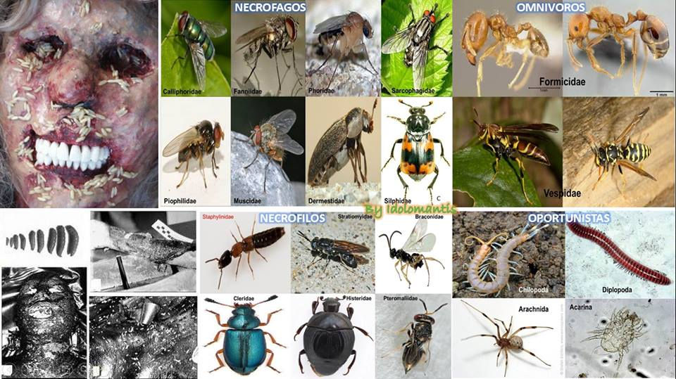 ENTOMOLOGÍA FORENSE: LOS INSECTOS EN LA ESCENA DEL CRIMEN.