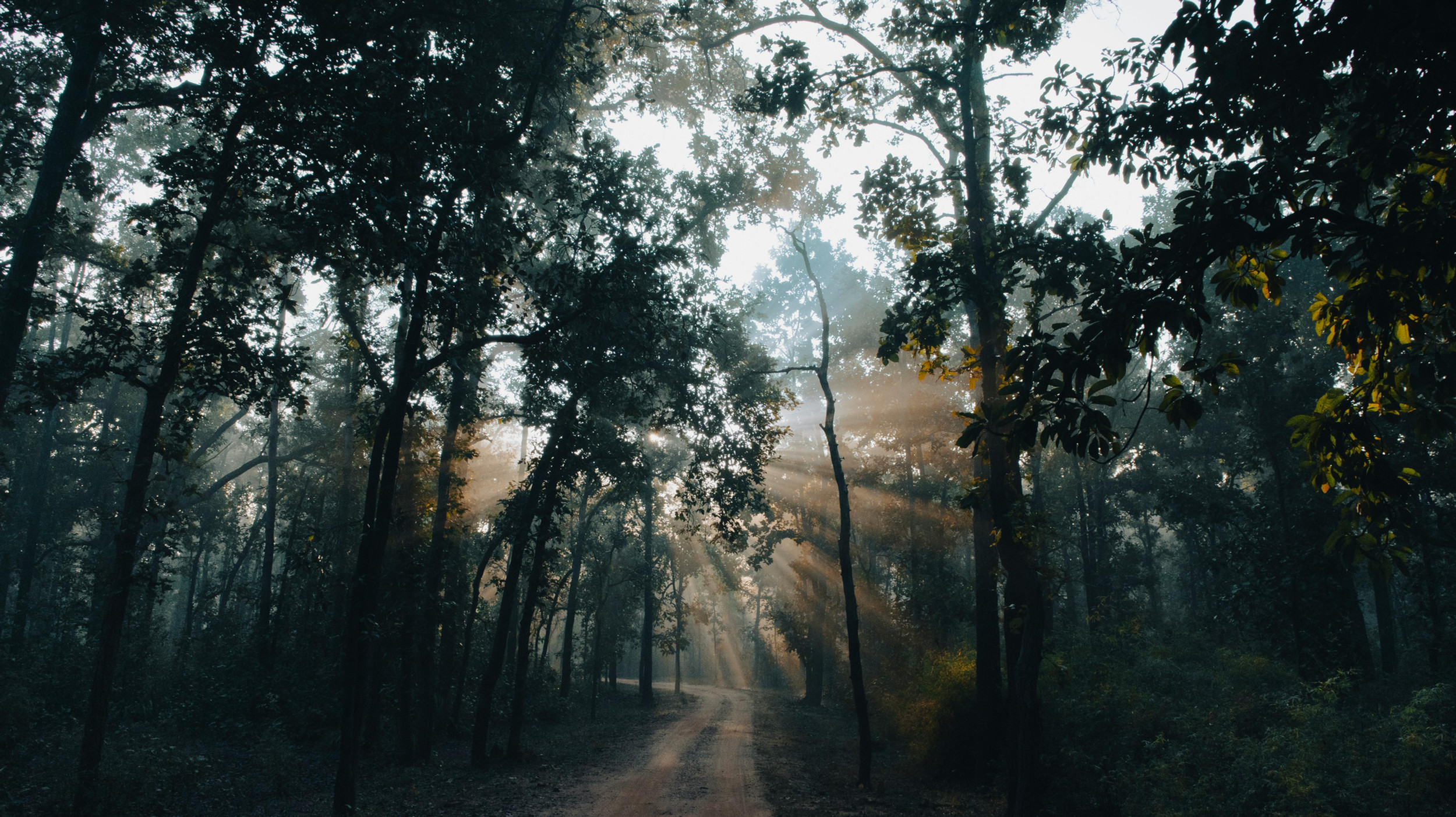 Finding Your Own Path: Navigating the Spiritual Information Overload