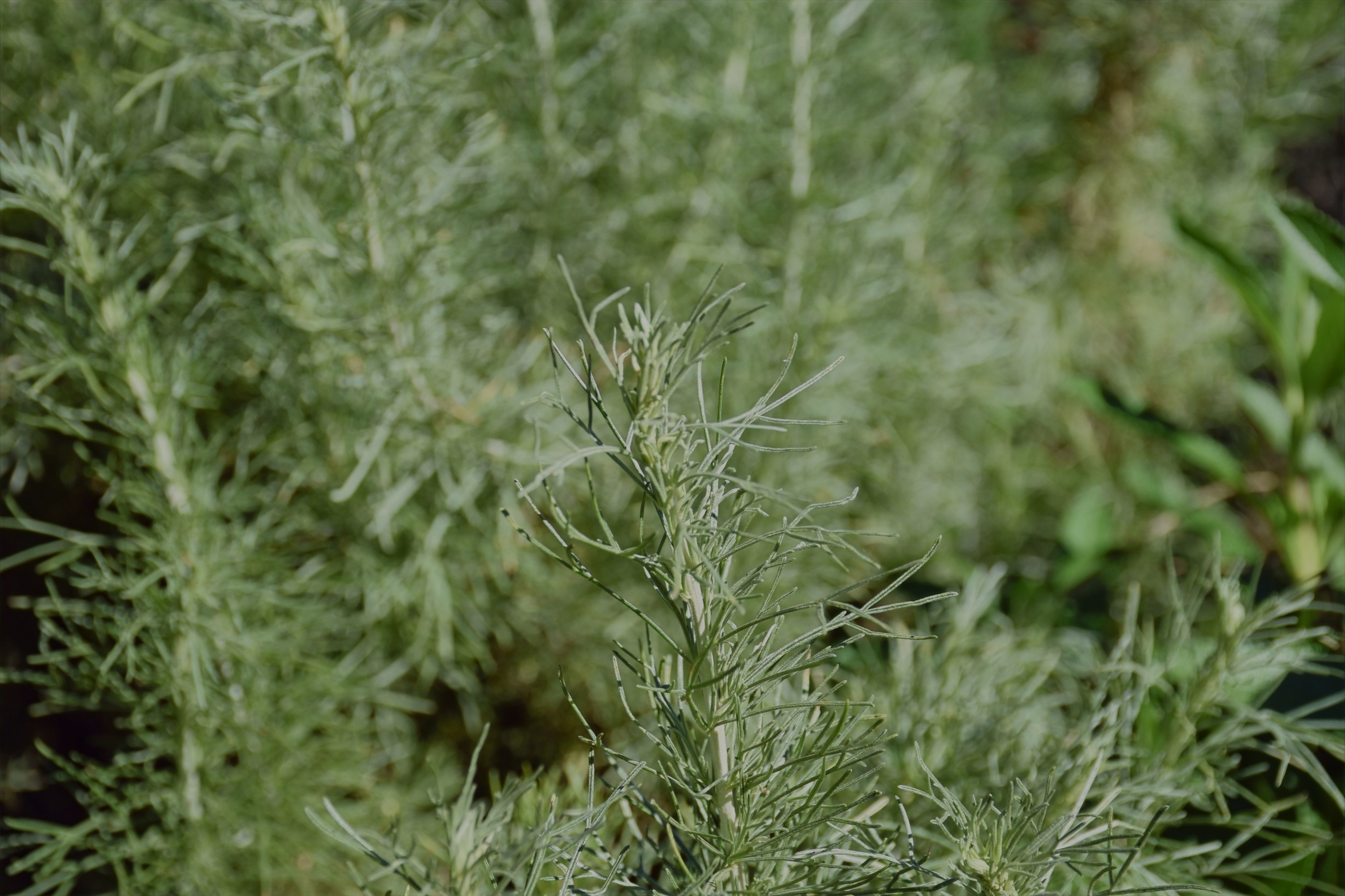 California Sagebrush