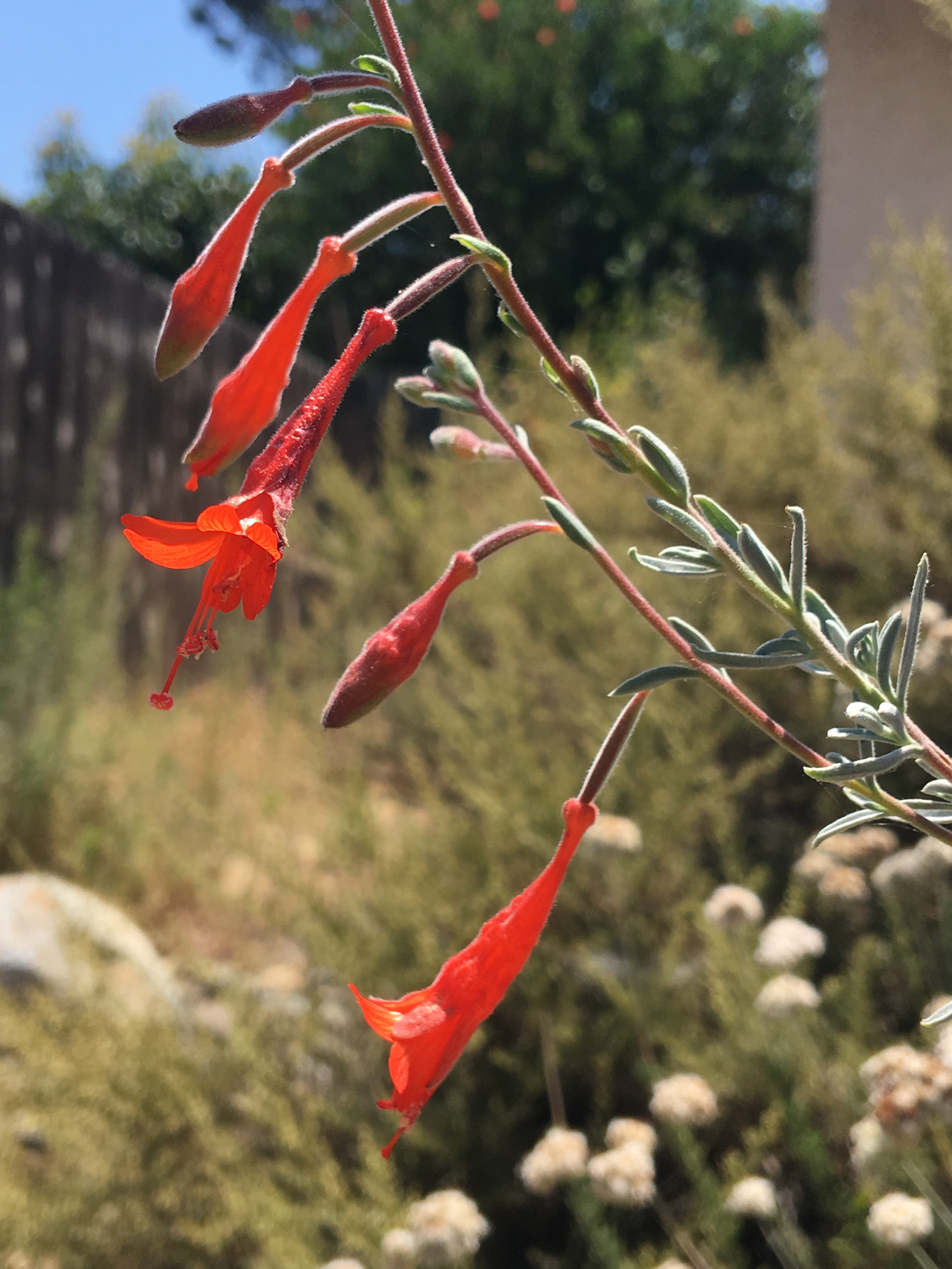 California Fuchsia
