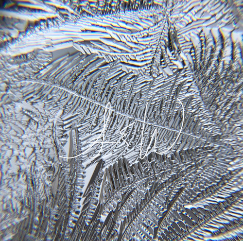 Frost Feathers | chvitality