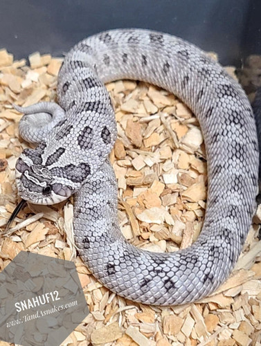 AAA - Artic, Axanthic, Anaconda - Western Hognose | T & A Snakes