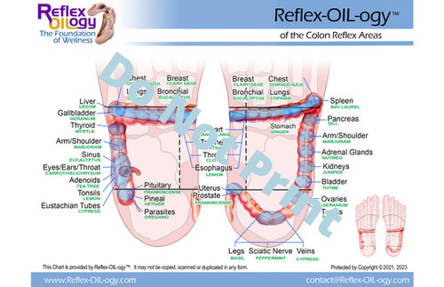 Colon Reflex Areas | reflex-oil-ogy
