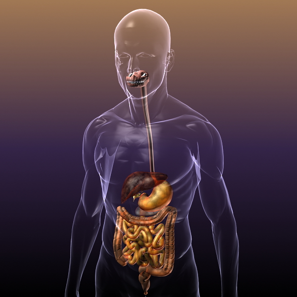 Digestive System Accessory Organs digestive-system-accessory-organs