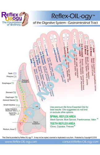 Digestive System GI Tract Reflex Areas - Chart B | reflex-oil-ogy