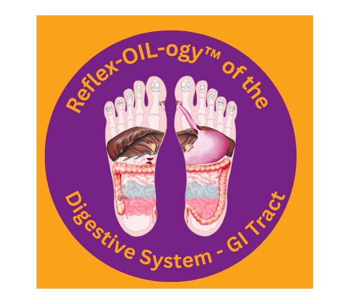 Digestive System - Gastrointestinal Tract - 8 CEUS - LIVE HANDS ON ...