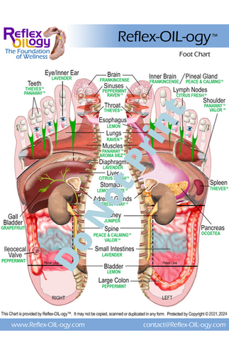 Foot and Hand Reflex Areas | reflex-oil-ogy