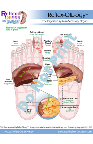 Digestive System - Accessory Organs Reflex Areas | reflex-oil-ogy