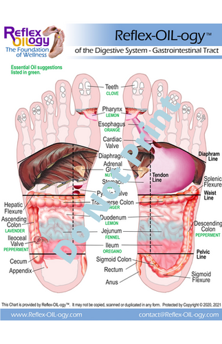 Digestive System GI Tract Reflex Areas | reflex-oil-ogy