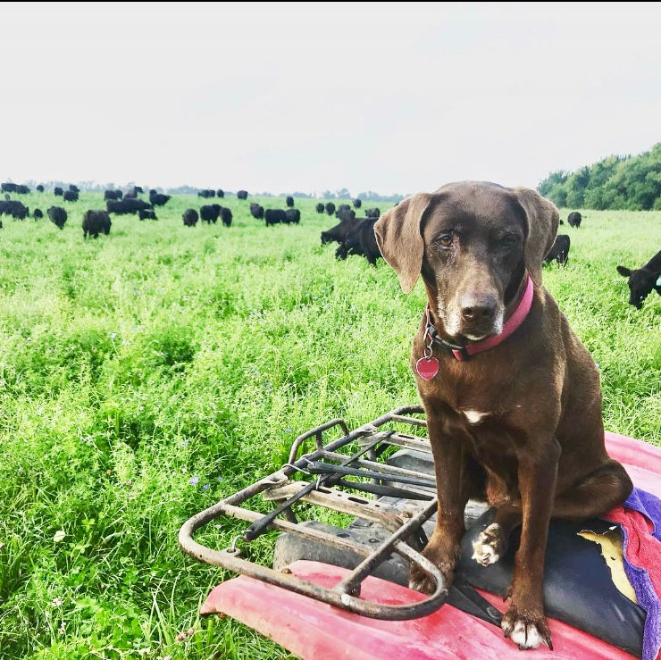 Twogood Grass-Fed Beef in Nebraska | United States | Twogood Farm