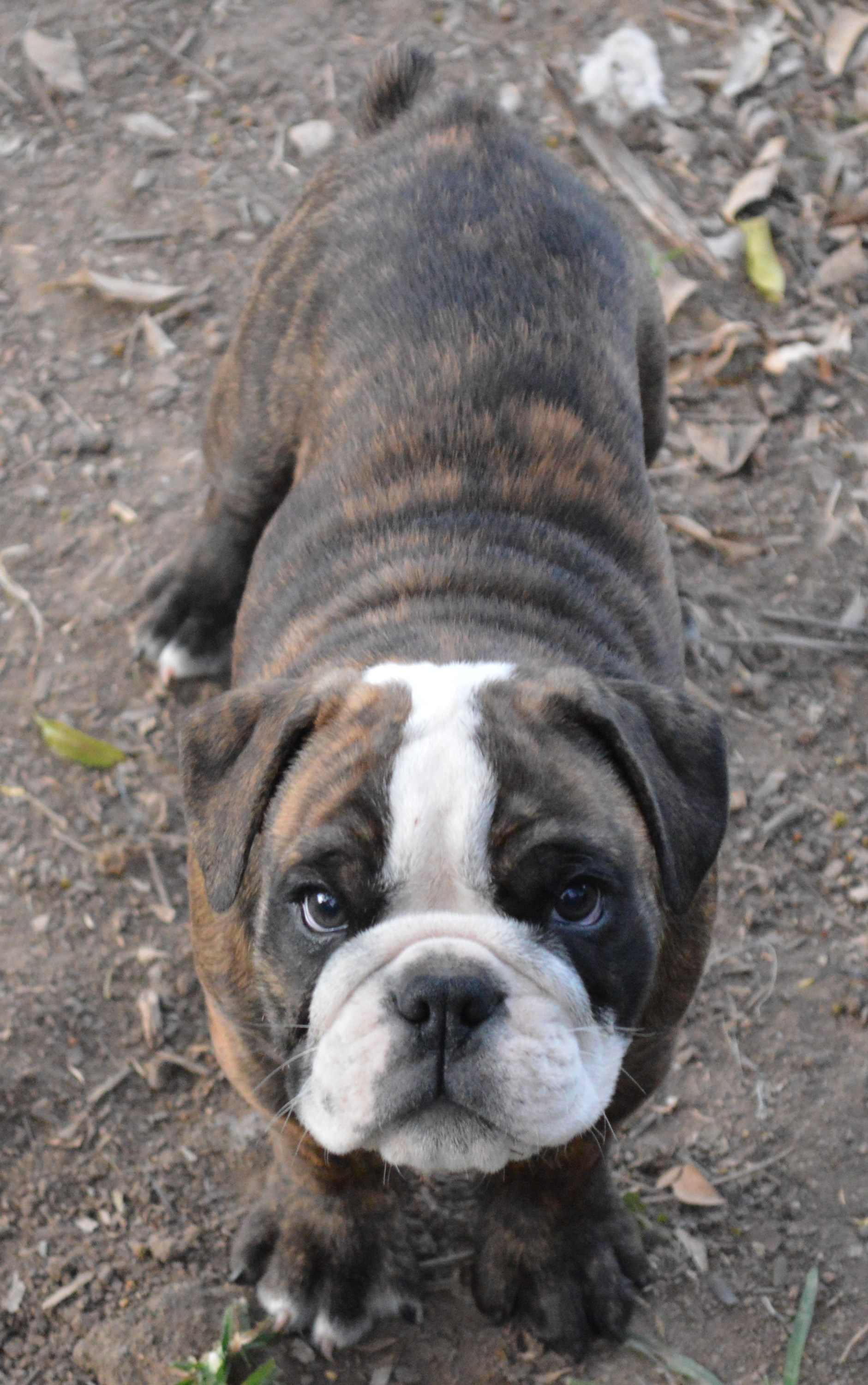 Gallery | AustralasianBosdogs