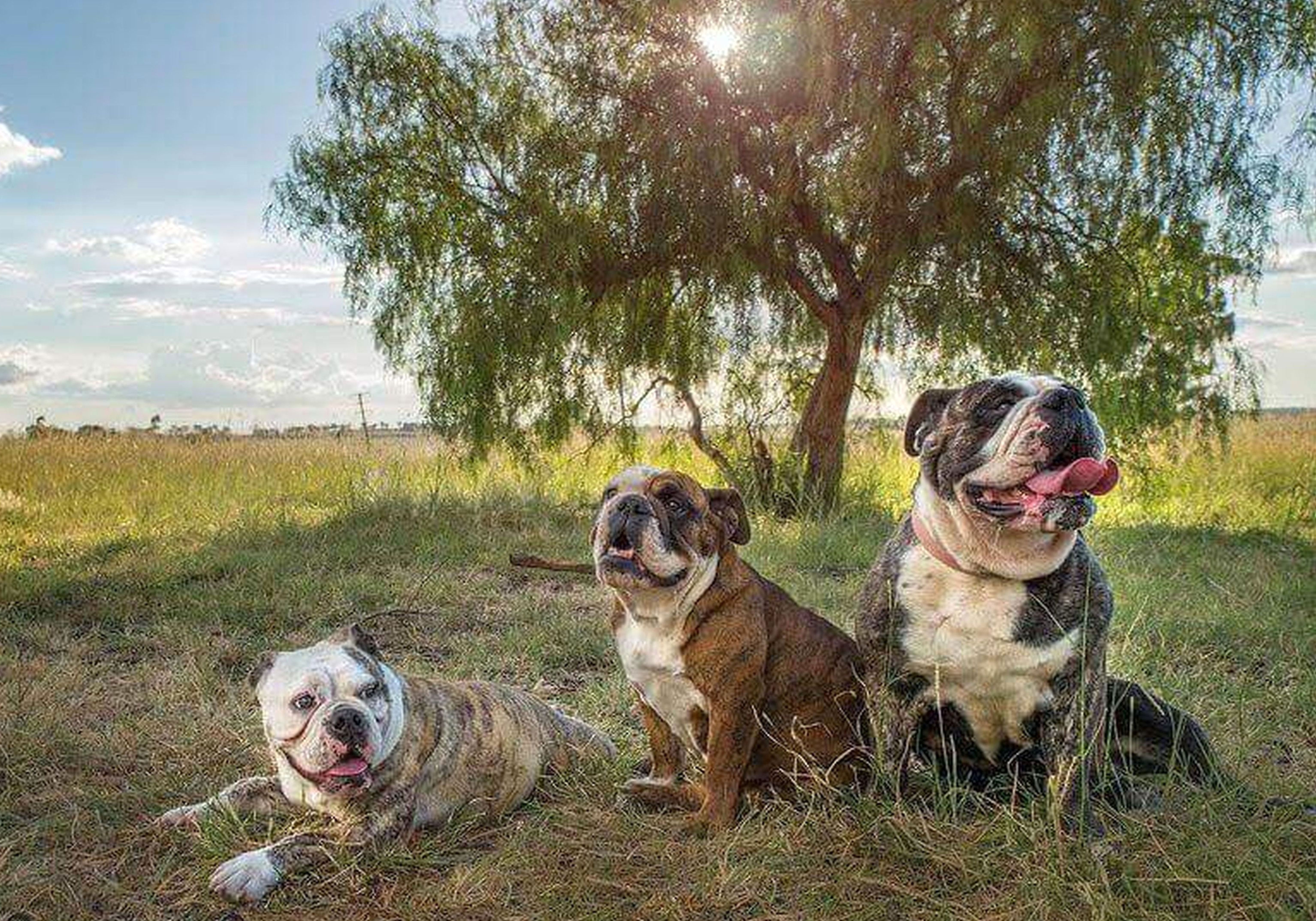 Gallery | AustralasianBosdogs