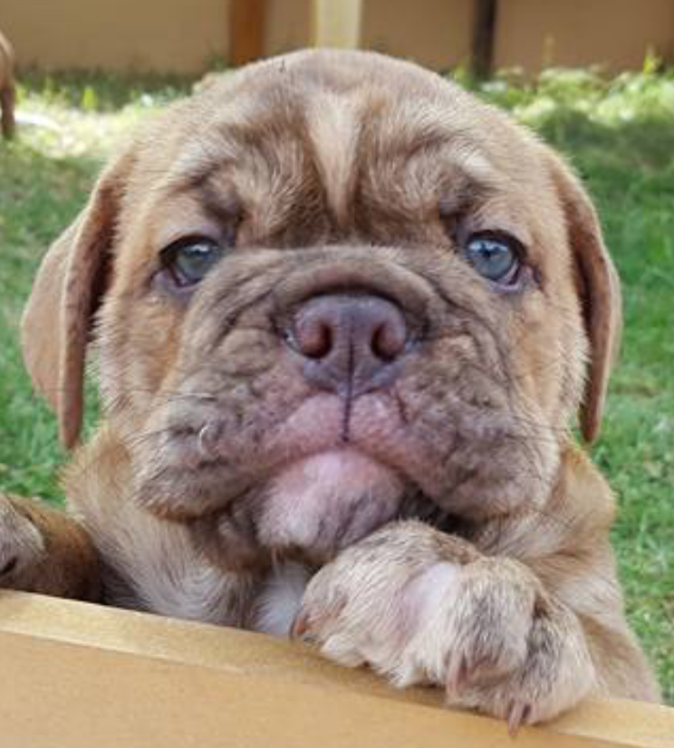 Gallery | AustralasianBosdogs