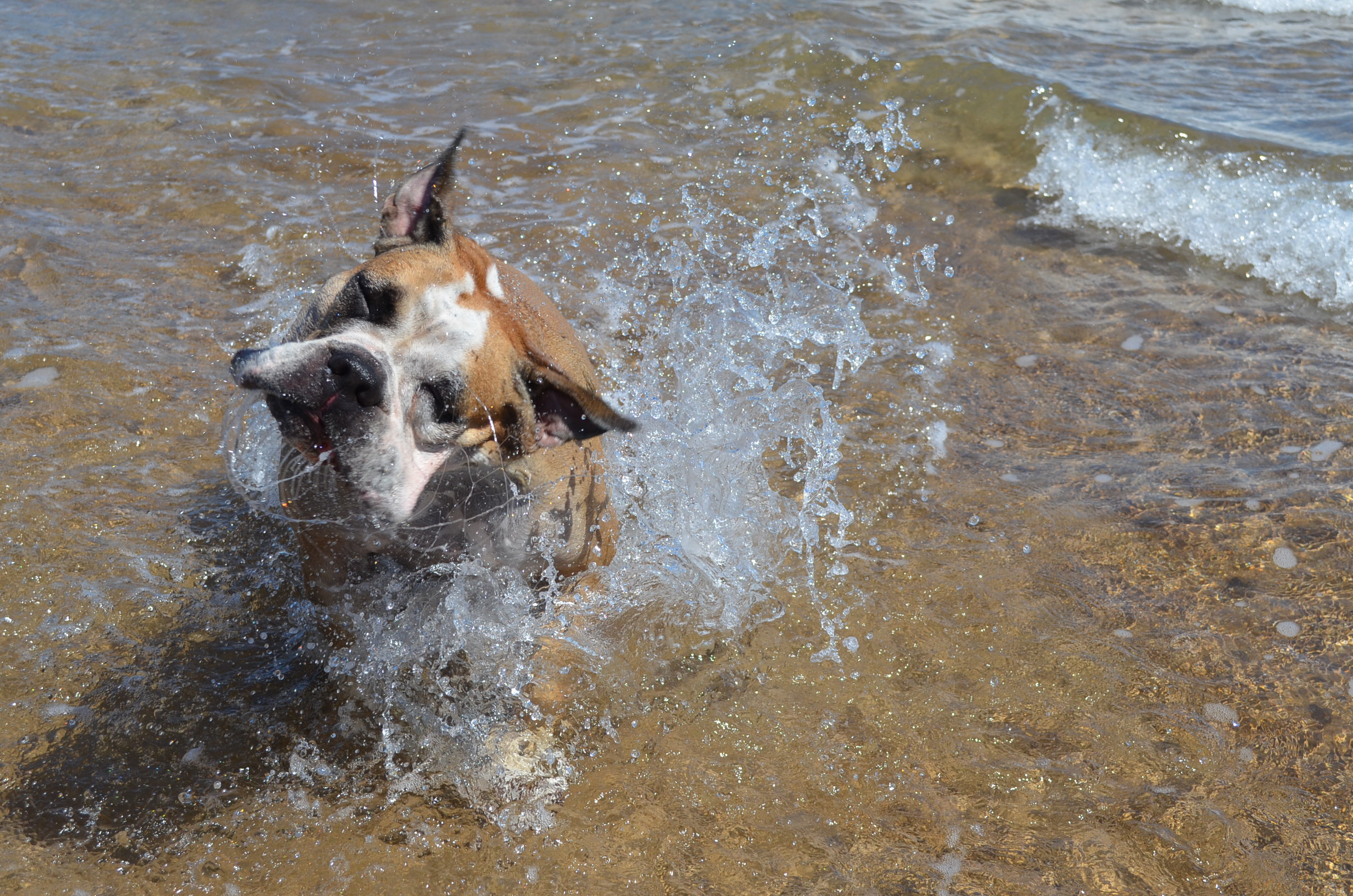 Gallery | AustralasianBosdogs