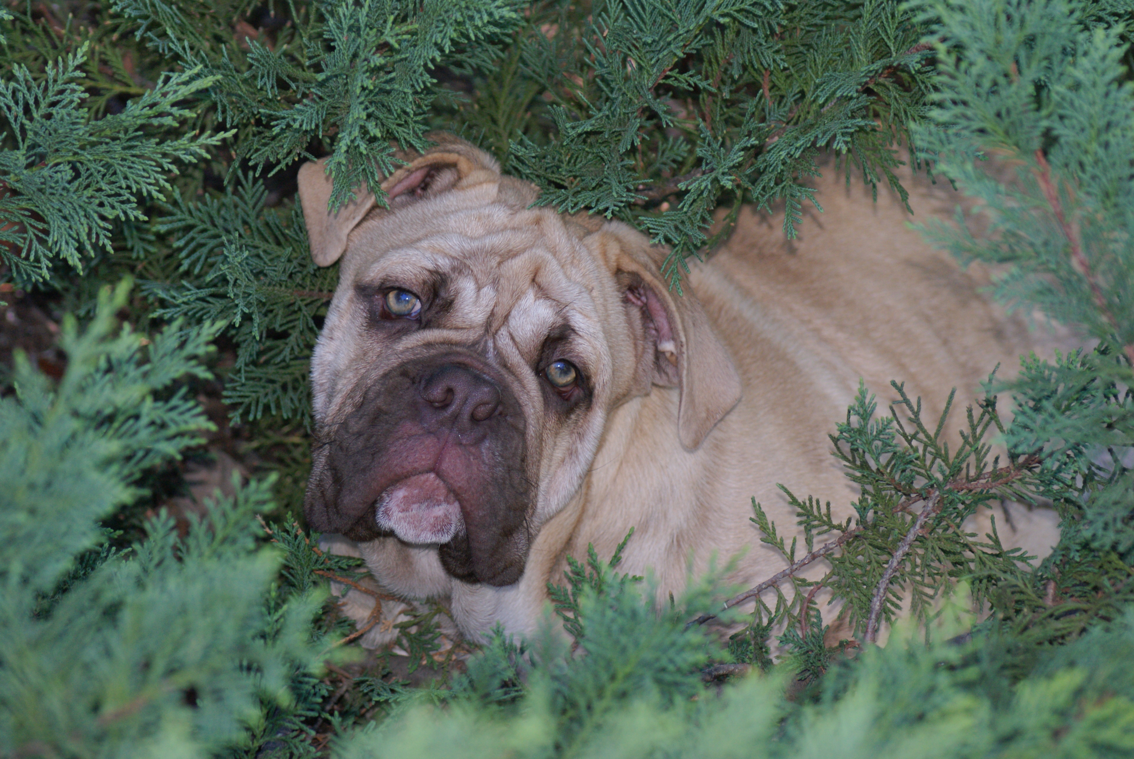 Gallery | AustralasianBosdogs