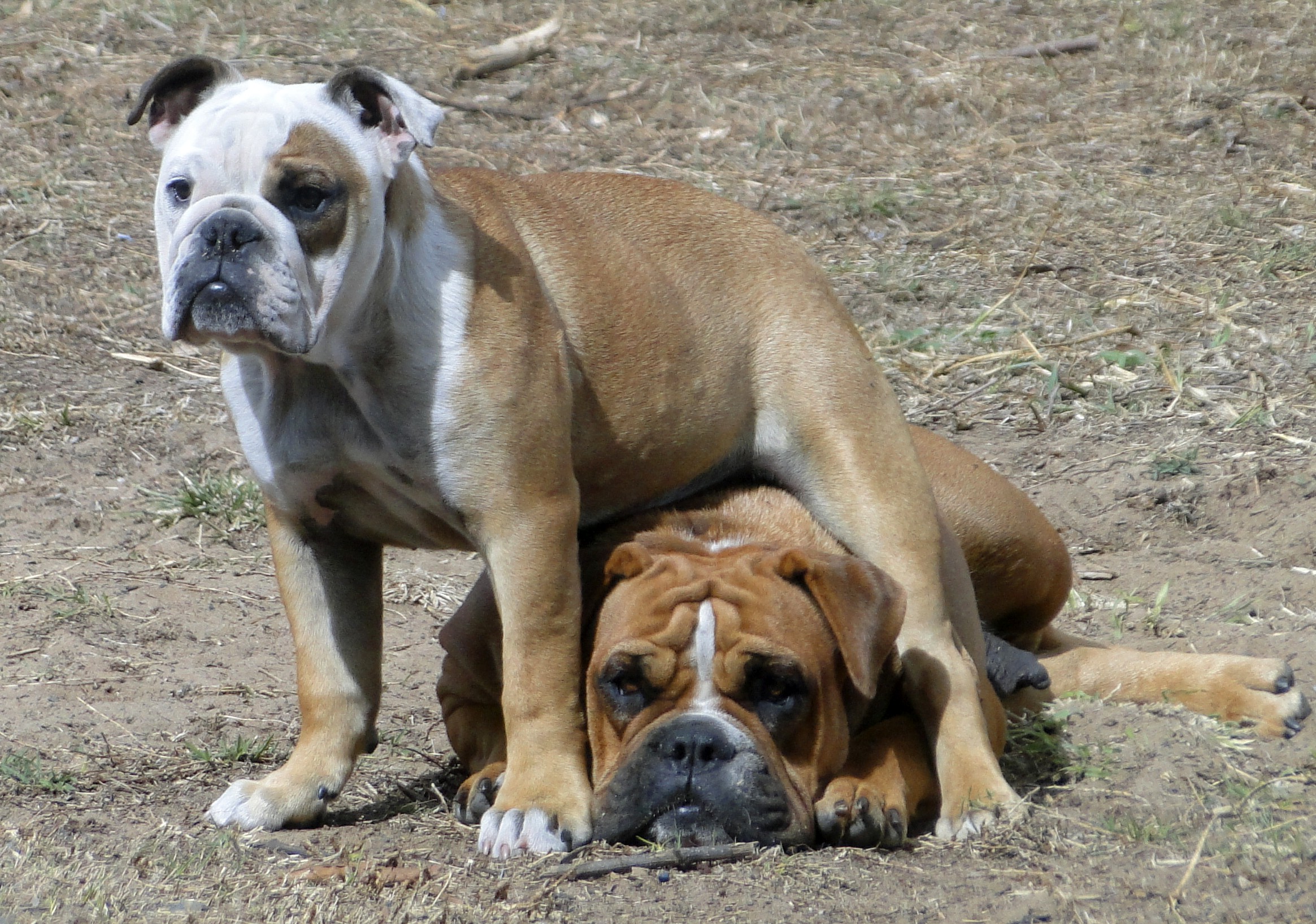 Gallery | AustralasianBosdogs