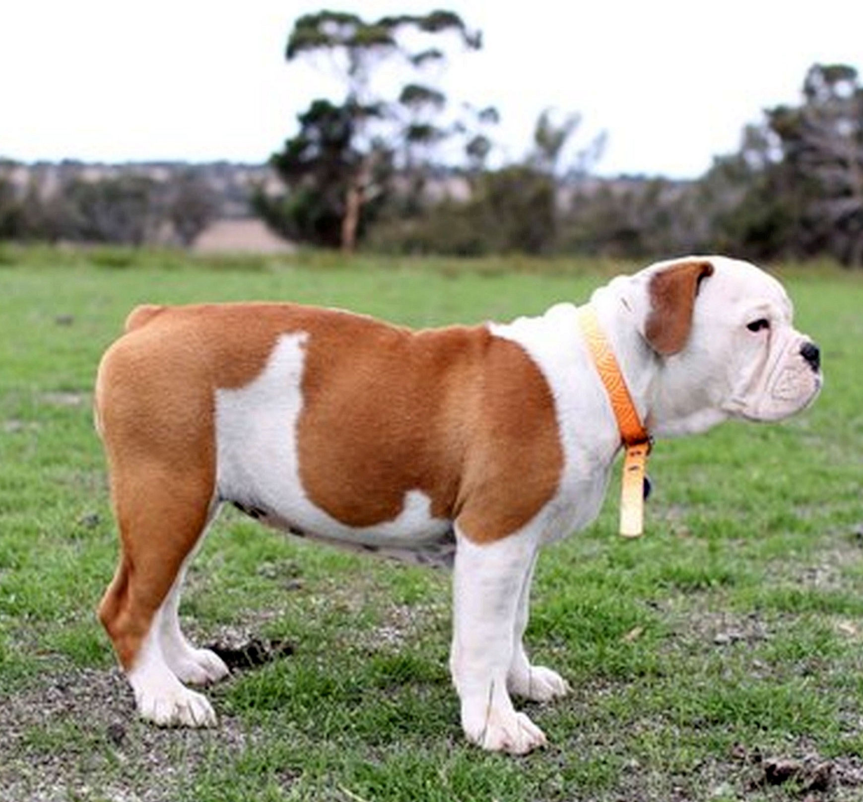 Gallery | AustralasianBosdogs