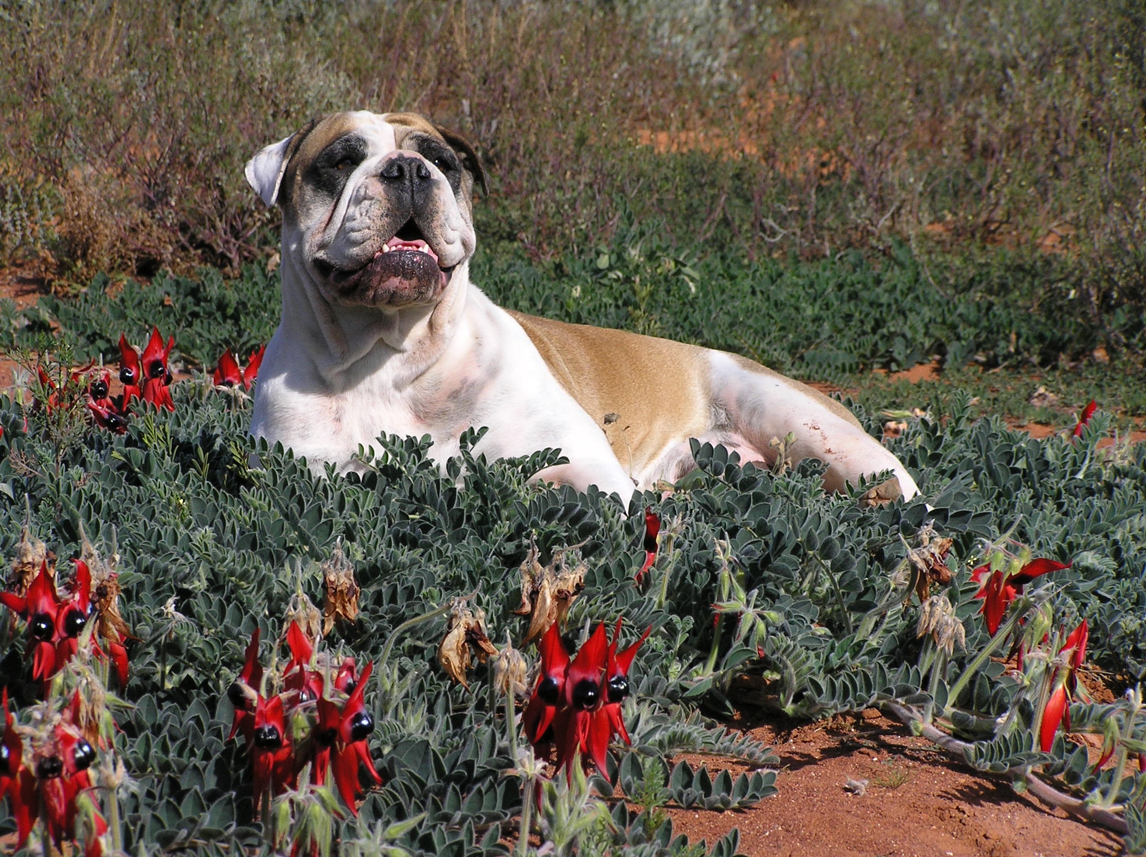 Gallery | AustralasianBosdogs