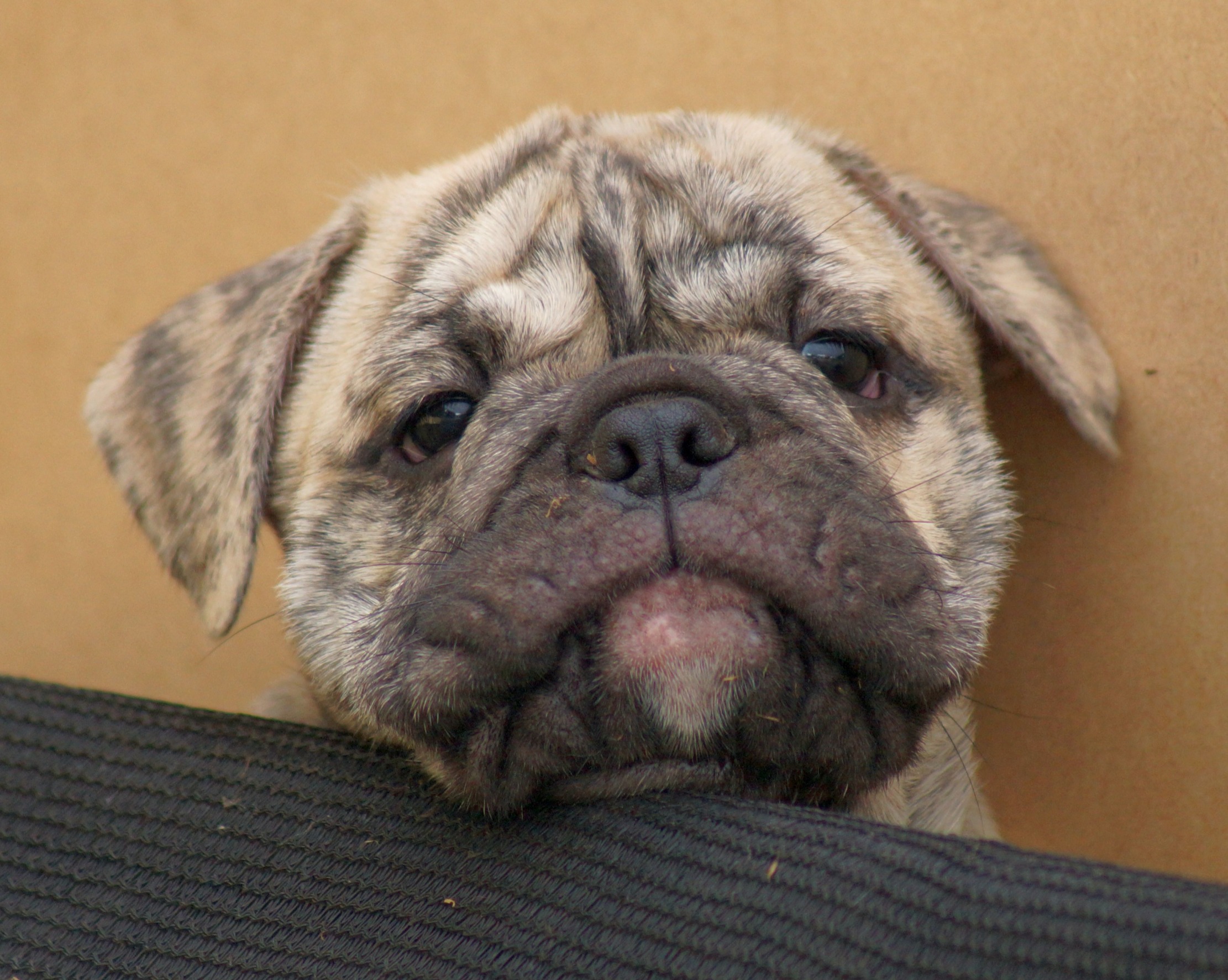 Gallery | AustralasianBosdogs