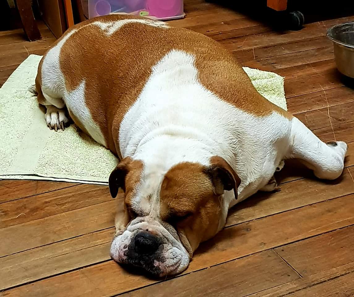 Gallery | AustralasianBosdogs