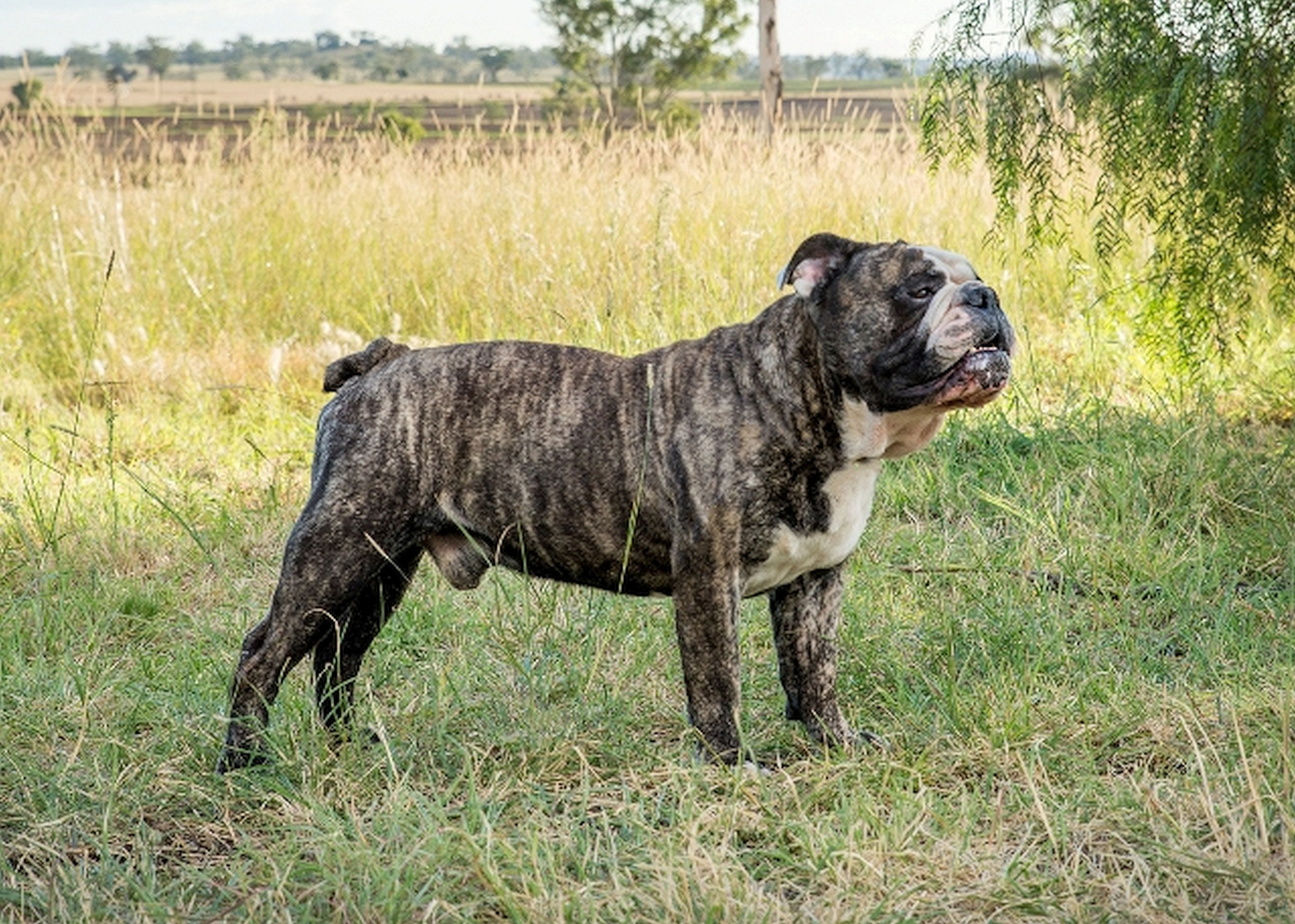 Gallery | AustralasianBosdogs