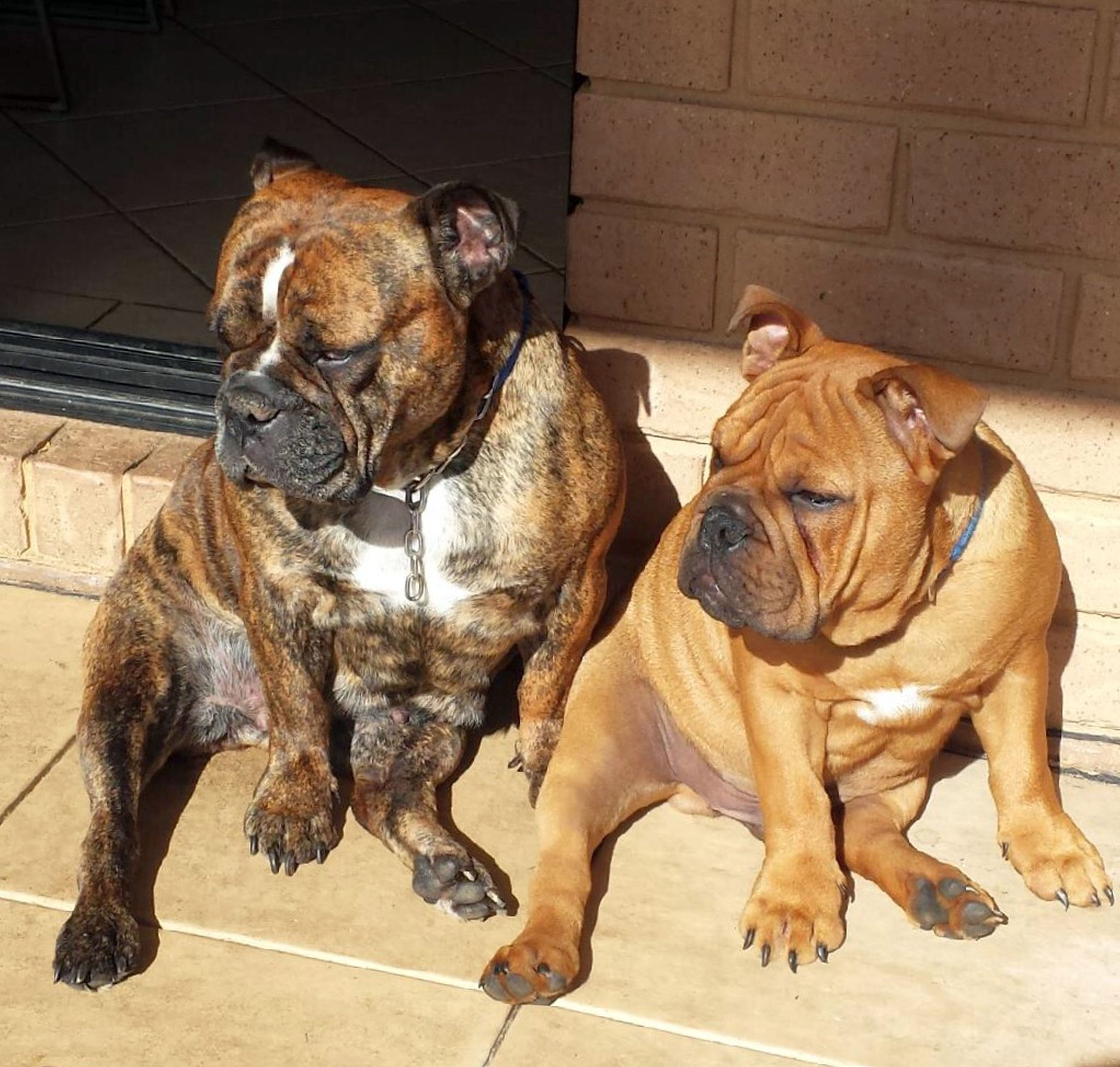 Gallery | AustralasianBosdogs