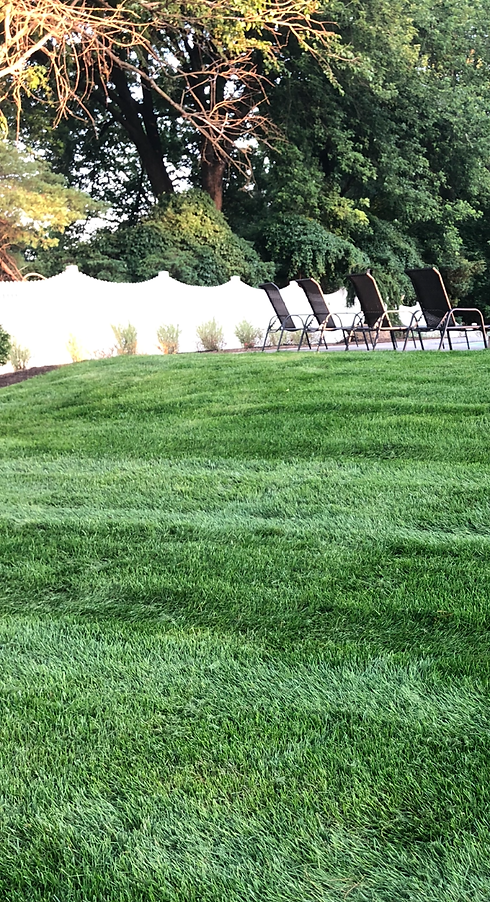 Turf | Strong Roots Turf Management | Colts Neck