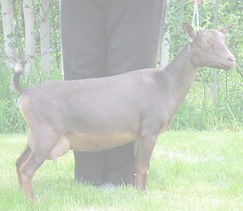 AWARDS/ACHIEVEMENTS | ANDDA