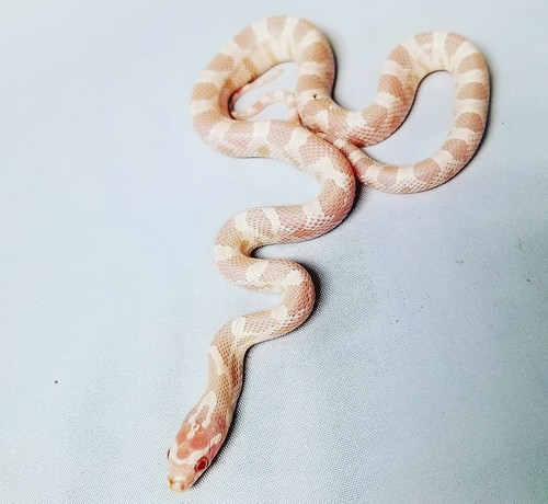 Albino Salmon Snow Corn Snake | New Moon Reptiles