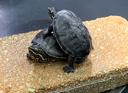 Stinkpot turtle 2-4” | New Moon Reptiles