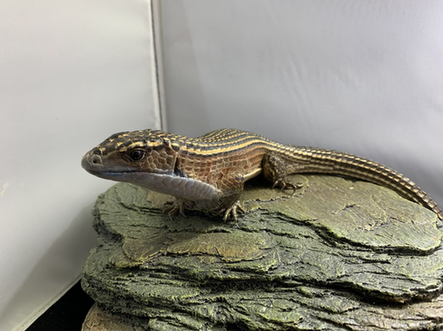 Major plated lizard | New Moon Reptiles