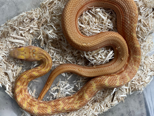 Albino King Rat Snake CB | New Moon Reptiles