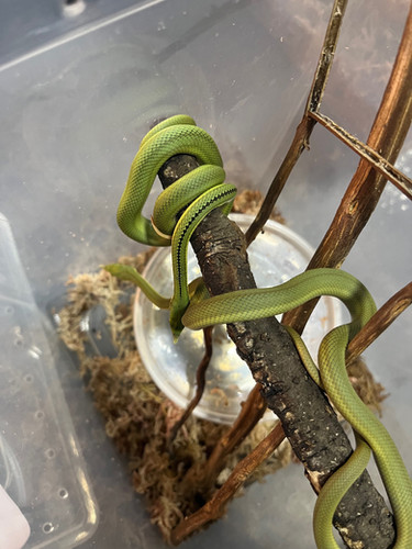 Baron’s green racer | New Moon Reptiles