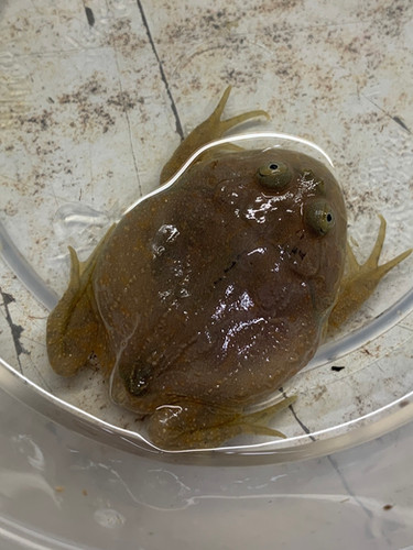 Budget Frog CB | New Moon Reptiles