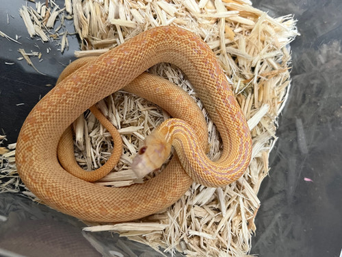 San Diego albino gopher snake | New Moon Reptiles