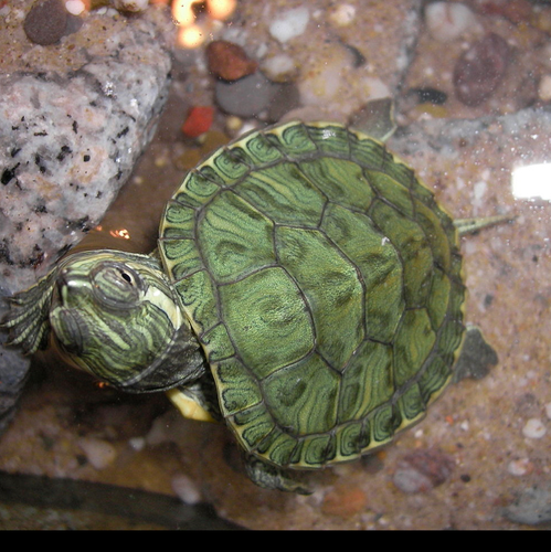 Cumberland slide turtle | New Moon Reptiles
