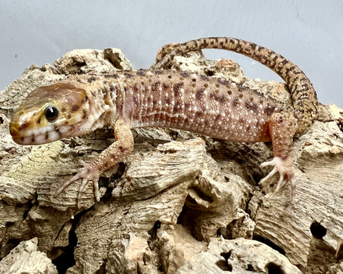 Smith’s tropical night lizard CBB | New Moon Reptiles