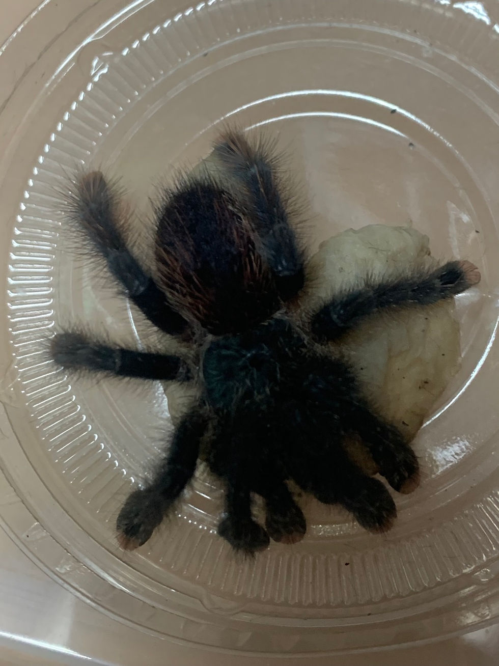 Pink Toe Tarantula | New Moon Reptiles