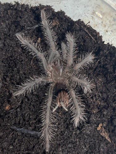 Bolivian Blue Leg Birdeater Tarantula CB | New Moon Reptiles