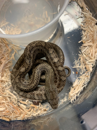Japanese rat snake | New Moon Reptiles