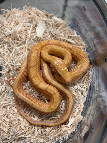 Taiwan beauty rat snake (T+ alb) | New Moon Reptiles