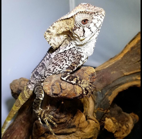 Forest Chameleon | New Moon Reptiles