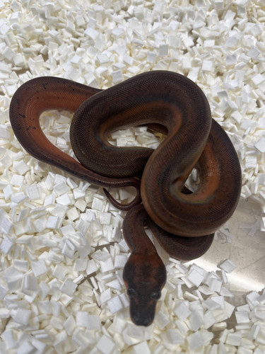 Hypo Eclipse Het Albino Boa Constrictor | New Moon Reptiles