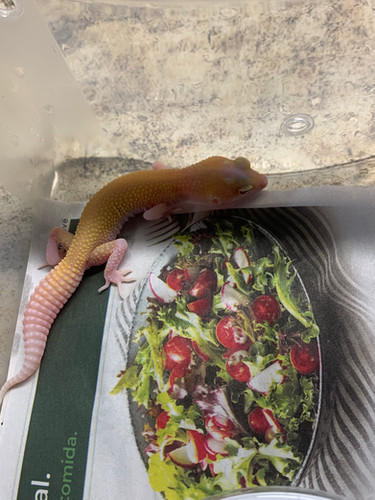 Raptor snake eyes | New Moon Reptiles