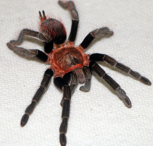 Mexican Red Rump Tarantula CB | New Moon Reptiles