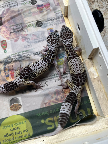 West Indian leopard gecko | New Moon Reptiles