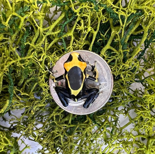 D. tinctorius (Alanis') CB | New Moon Reptiles