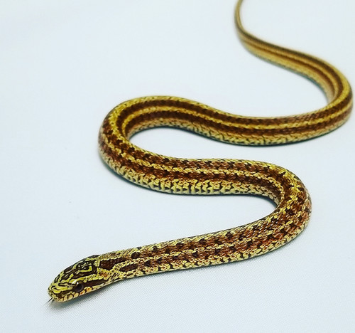 Diones Rat Snake "Yellow" | New Moon Reptiles