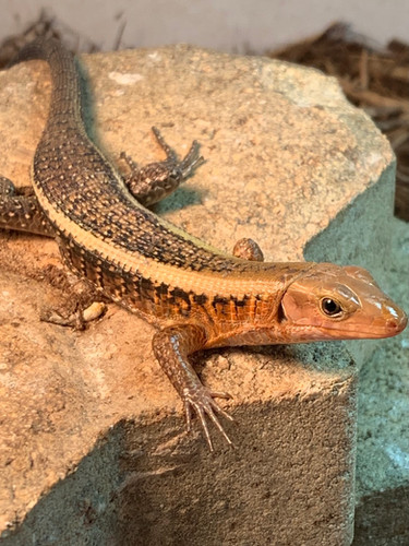 Western girdled lizard | New Moon Reptiles