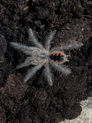 Brazilian Pink Bloom Tarantula CB | New Moon Reptiles